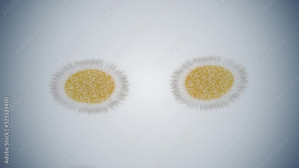 Bacteria cell division - mitosis and reproduction concept. 3D rendered ...