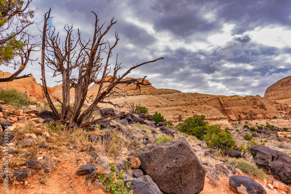 Foto de Dead tree and Black Boulders on the Hickman Bridge Hiking Trail ...