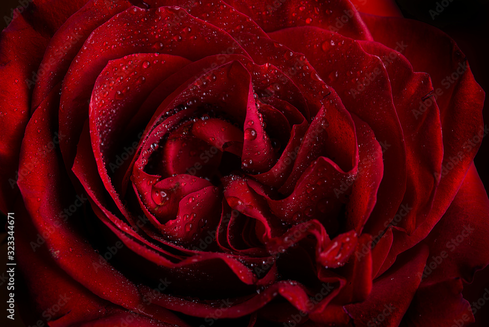 Red single rose- Macro Stock Photo | Adobe Stock
