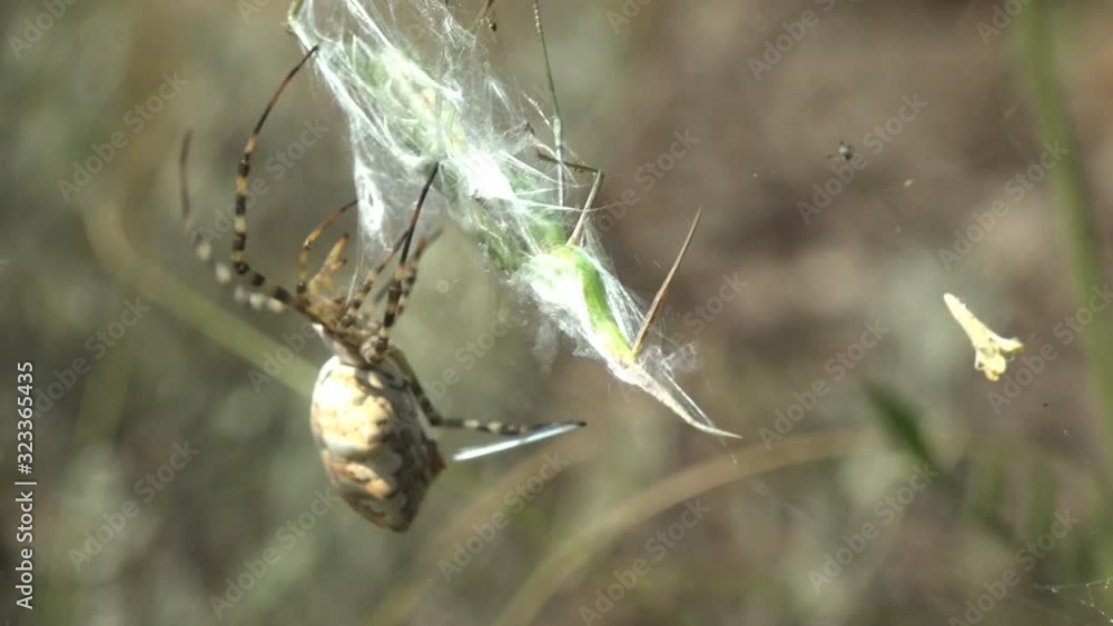 Argiope Lobata sits on spider web and Attacks Spools Leptysma ...