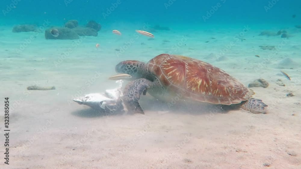 Vidéo Stock Green sea turtle eating fish on the sea bottom. Feeding ...