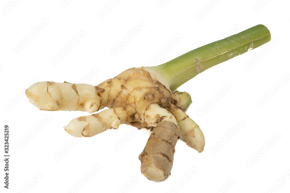 Fresh Mango ginger, White Turmeric, Temu mangga (Curcuma mangga Valeton ...