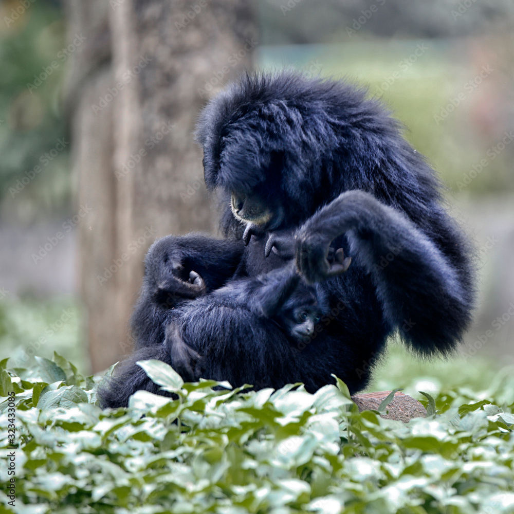 The siamang (Symphalangus syndactylus) is an arboreal black-furred ...