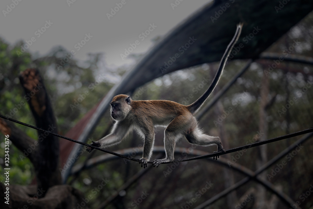 Monkey is a common name that may refer to groups or species of mammals ...