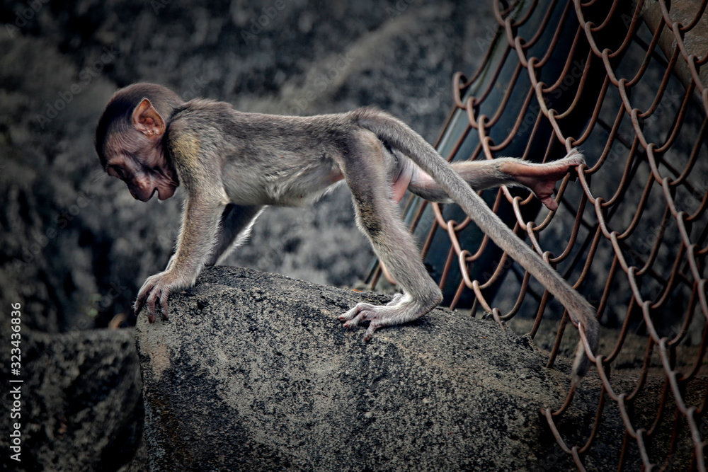 Monkey is a common name that may refer to groups or species of mammals ...