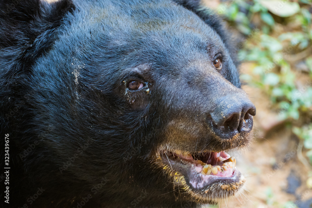Black Bear Teeth