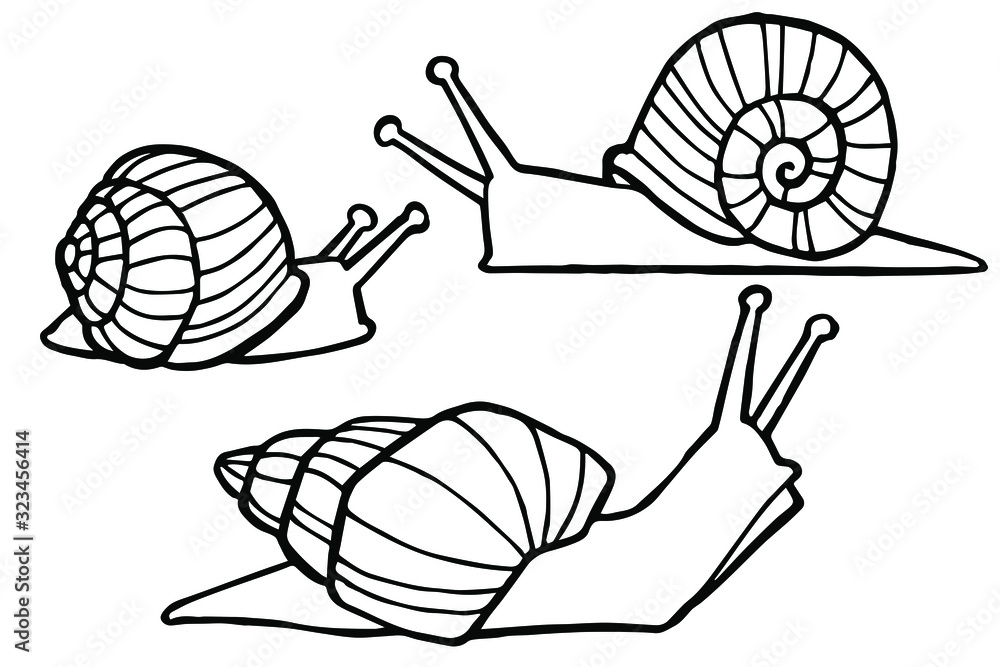 Vector illustration. Hand drawing snail. Coloring page. The original ...