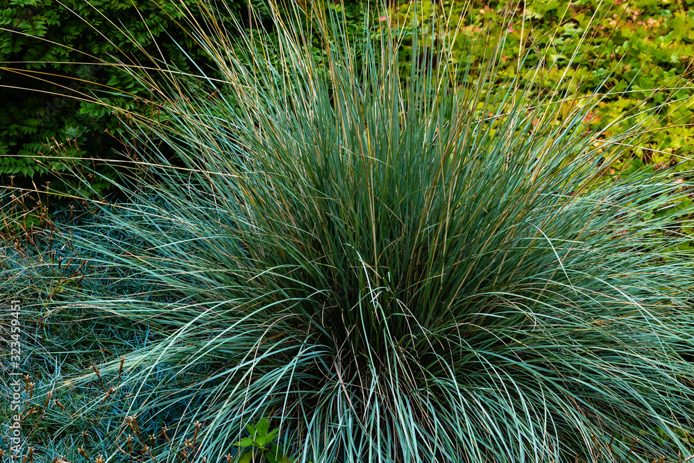 Festuca glauca in garden. Ornamental grasses and herbs in the garden ...