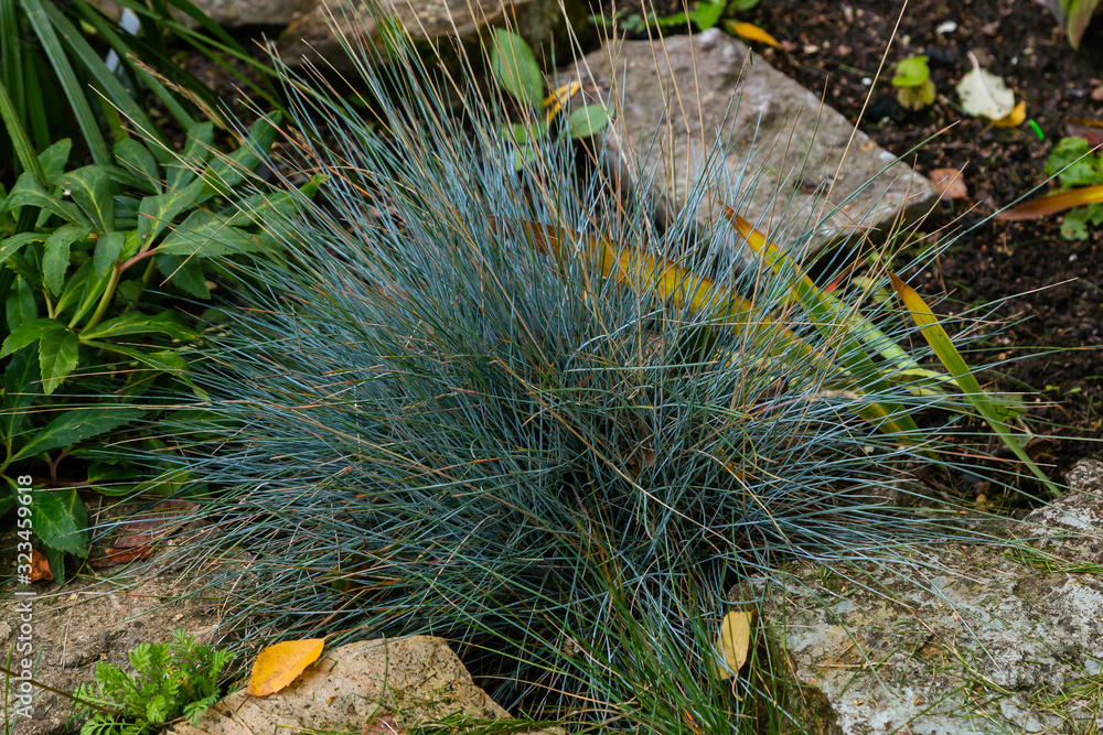 Festuca glauca in garden. Ornamental grasses and herbs in the garden ...