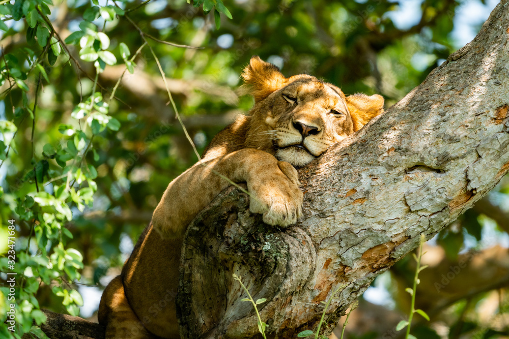 uganda wildlife hanging tree lion ishasha sleeping queen elizabeth ...