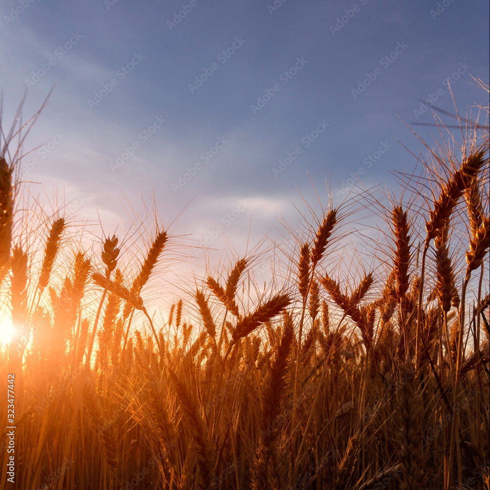 fantastic sunset at the wheat field. dramatic picturesque scene ...