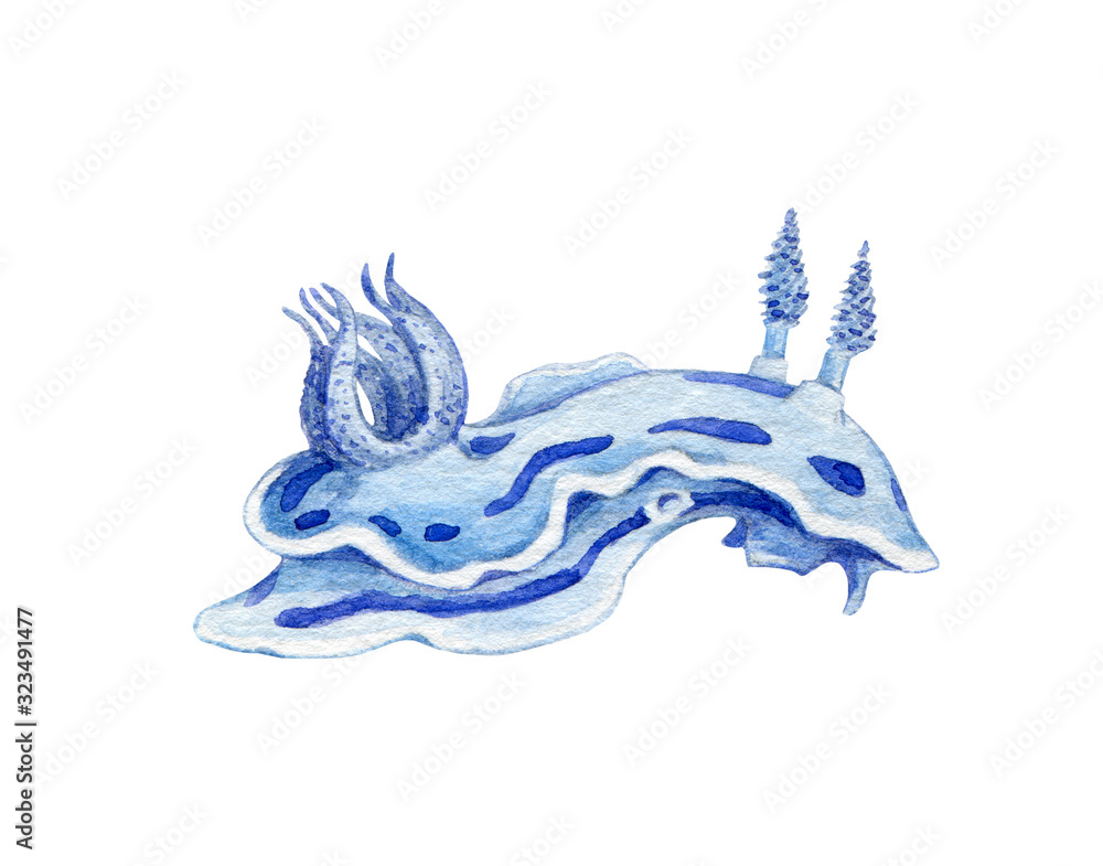 Sea slug watercolor painted image. Hand drawn tropical coral reef ...