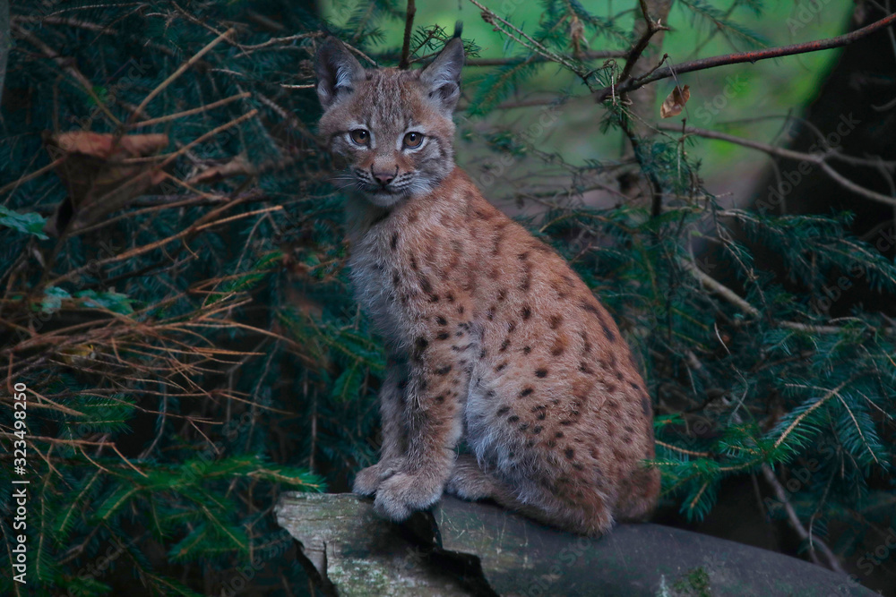Eurasische Luchs oder Nordluchs (Lynx lynx) Jungtier im Wald foto de ...