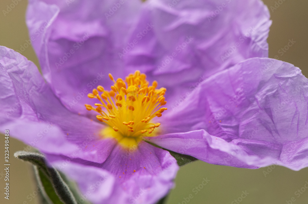 Cistus albidus gray-leaved cistus is a shrub with beautiful and large ...
