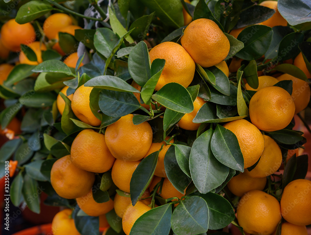 Calamansi, calamondin or Philippine lime, a hybrid between kumquat and ...