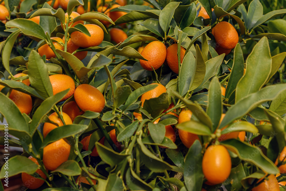 Calamansi, calamondin or Philippine lime, a hybrid between kumquat and ...