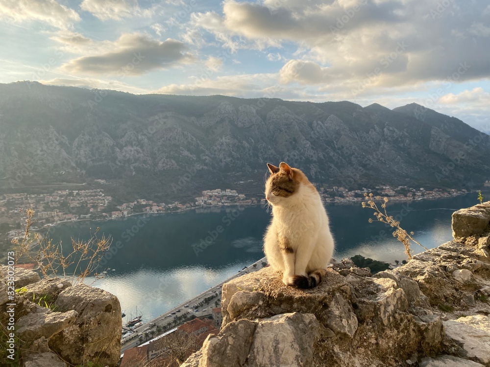 cat on rock Stock Photo | Adobe Stock