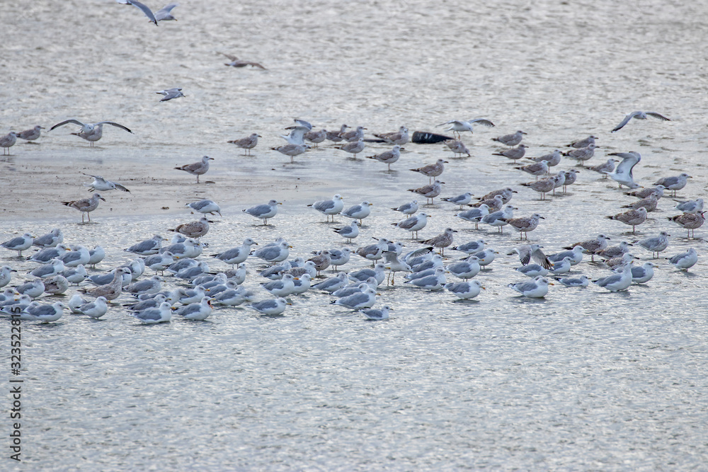 Cluster of seabirds on the shore. Bird migration concept. Birds of the ...