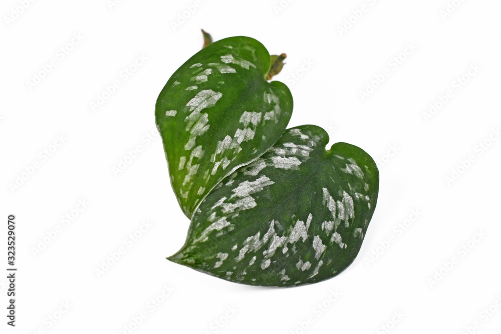 Leaves of 'Scindapsus Pictus Argyraeus', also called 'Satin Pothos ...