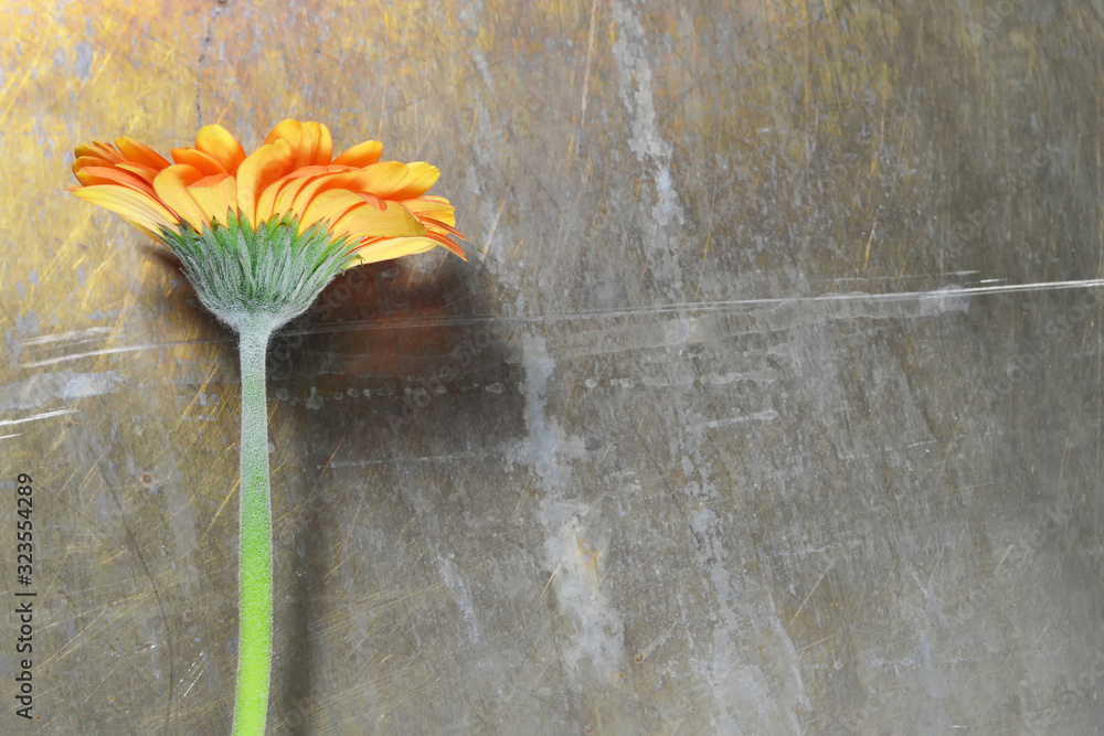 Gerbera daisy on rusty background with copy space Stock Photo | Adobe Stock