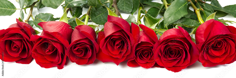 freshly cut red roses lie in a row forming a frame. panoramic shoot ...