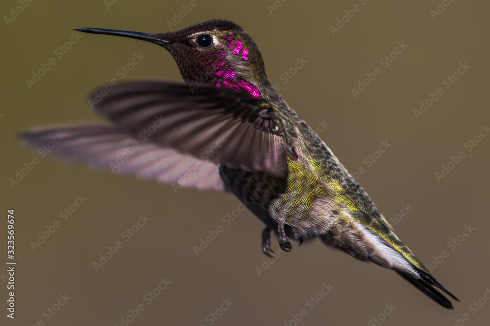 Hummingbird flying, flapping its wings in flight Stock Photo | Adobe Stock