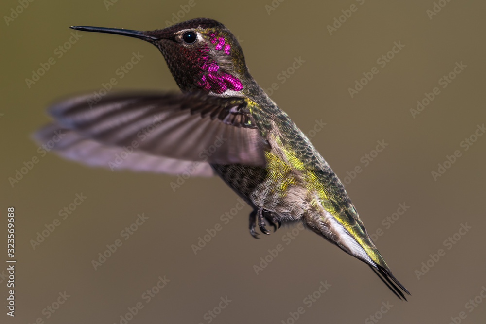 Hummingbird flying, flapping its wings in flight Stock Photo | Adobe Stock