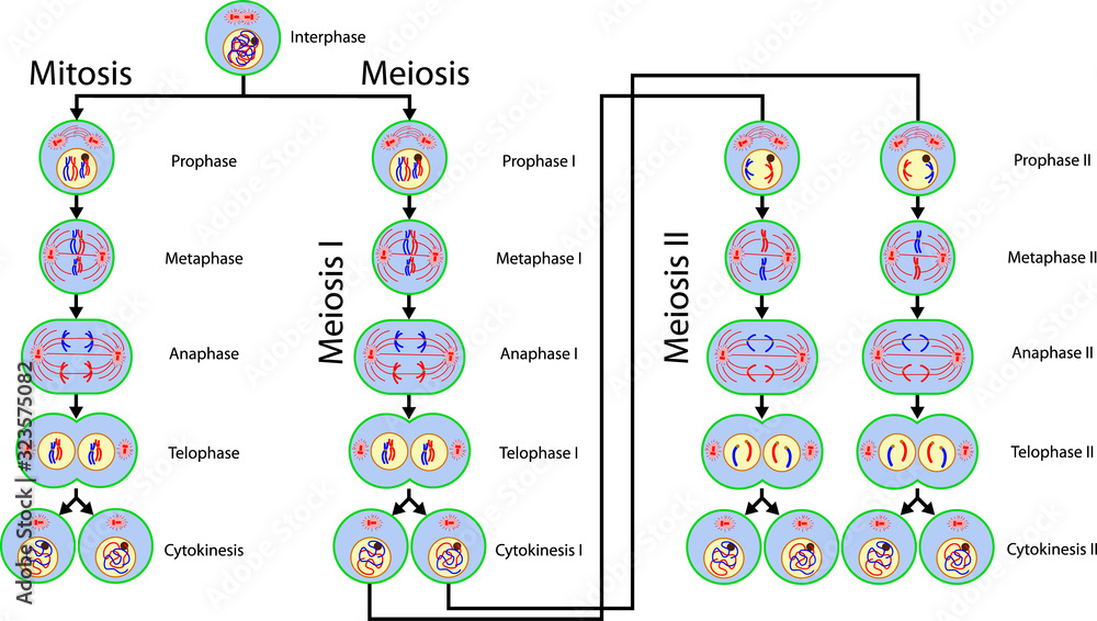 Mitosis and Meiosis cell division Stock Vector | Adobe Stock
