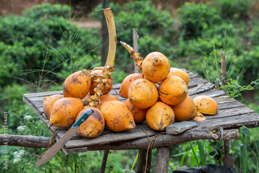 Group of king coconut (known as Thembili) in local market of Sri Lanka ...