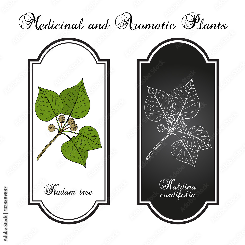 Kadam tree, or burflower-tree, neolamarckia cadamba , medicinal plant ...