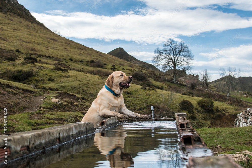 Perro con sed en la fuente del monte Stock Photo | Adobe Stock
