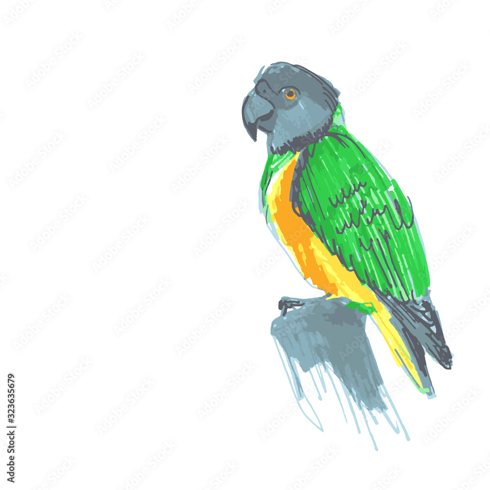 Senegal parrot Poicephalus senegalus from west Africa sketch markers ...