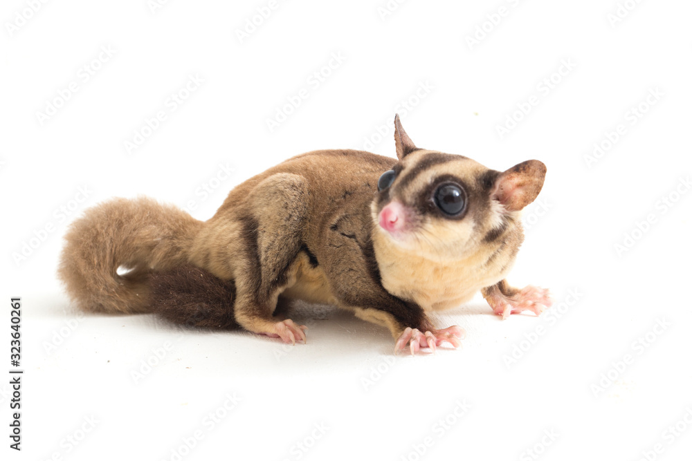 ugar glider - Petaurus breviceps isolated on white background Stock ...
