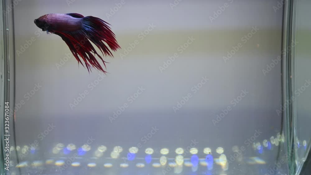 Stockvideo A majestic specimen of betta splendens, more commonly known ...