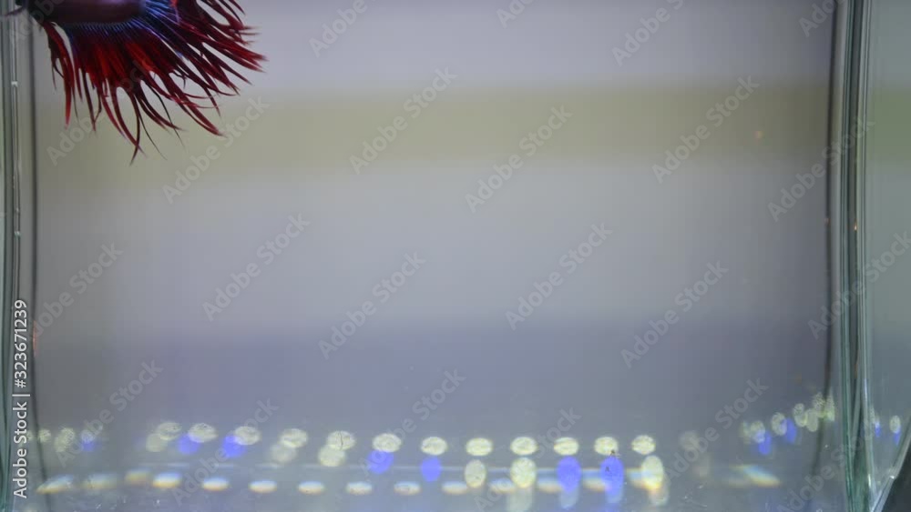 A majestic specimen of betta splendens, more commonly known as fighting ...