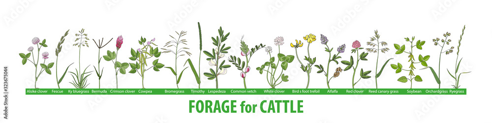 Hand drawn vector set of illustrations with forage plants for cattle ...