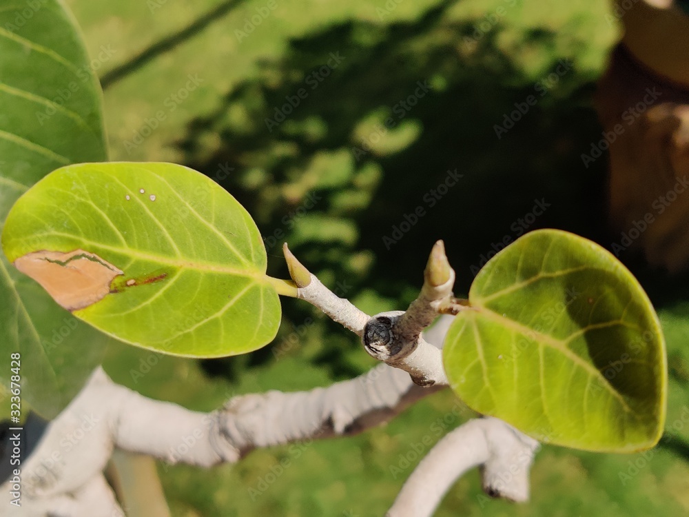 Indian national tree Ficus benghalensis leaves in outdoor garden Stock ...