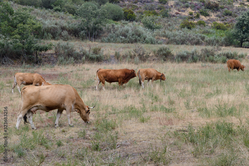cows grazing on mountain meadow Stock Photo | Adobe Stock