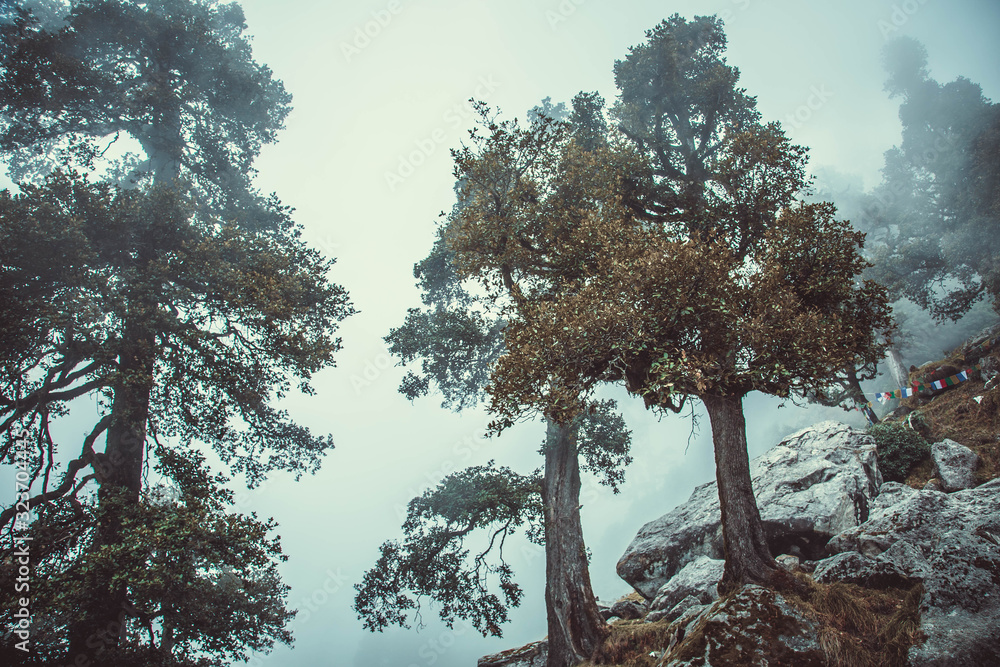 Mysterious forest with a view of coming fog. Indian magic Himalayas ...