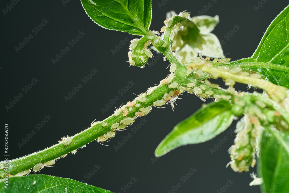 Insect pests, aphid, on the shoots and fruits of plants, Spider mite on ...