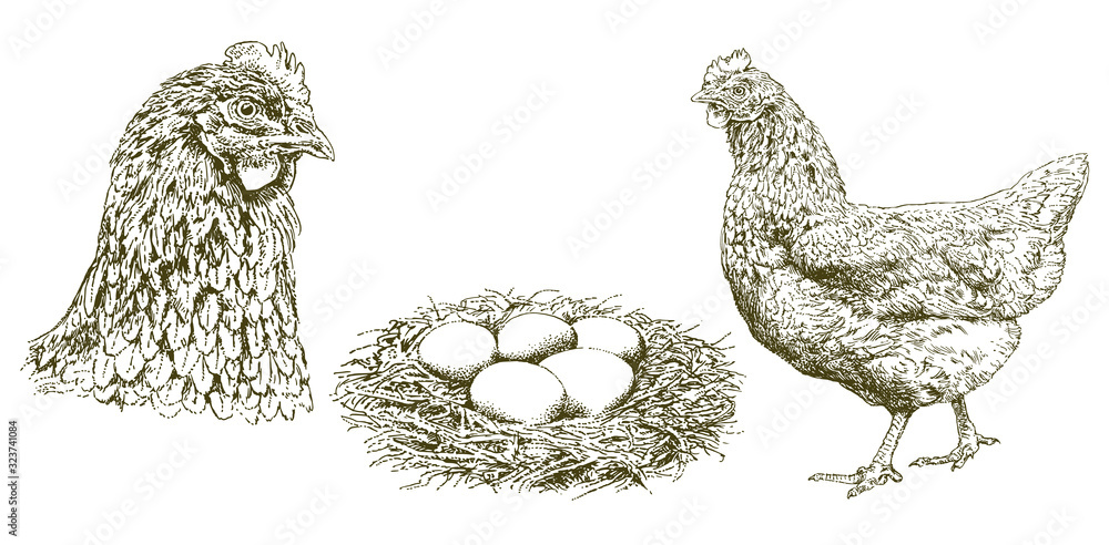 Chicken, hen, eggs in a nest, hand drawn illustration. Stock Vector ...