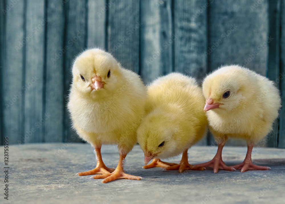 Little yellow cute baby chicks. Foto Stok | Adobe Stock