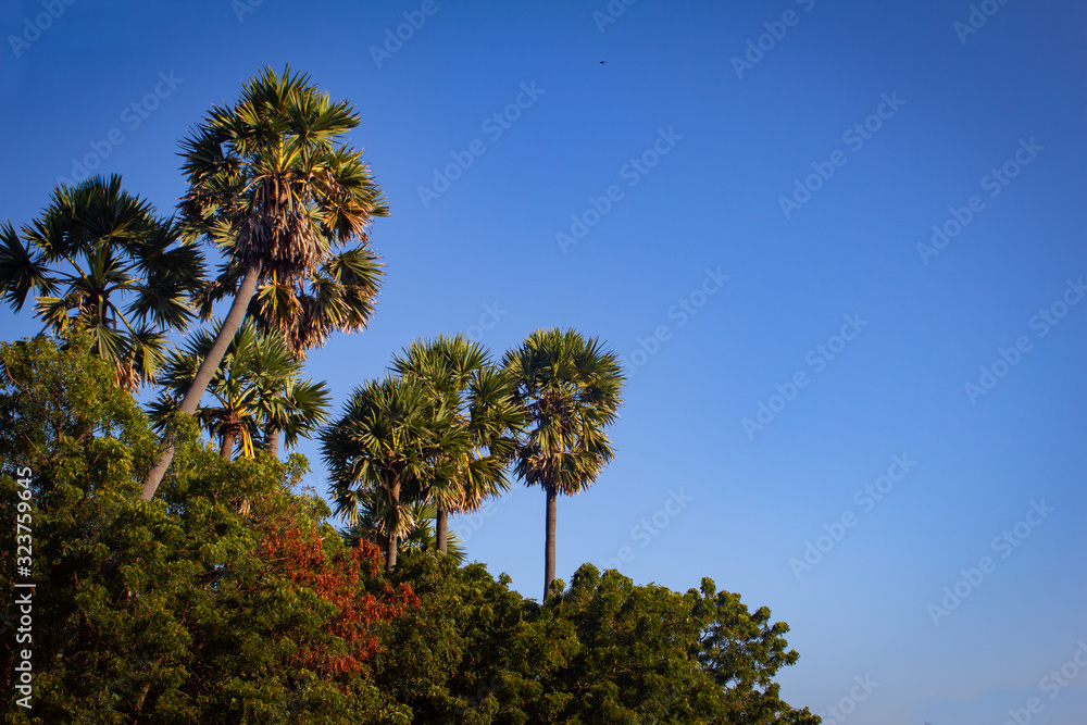 Group of palmyra palm trees with blue sky background in Pulicat, Tamil ...