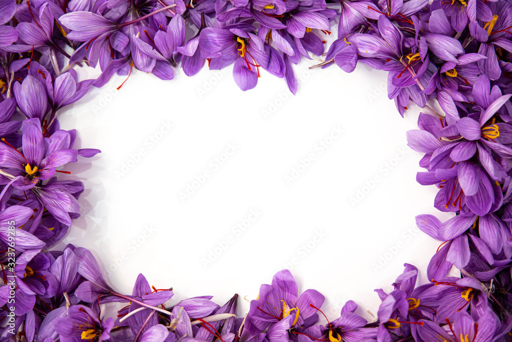 Decorative frame of saffron flowers with white background Stock Photo ...