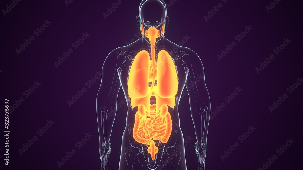 3d rendered anatomy illustration of a human body with organs Stock ...
