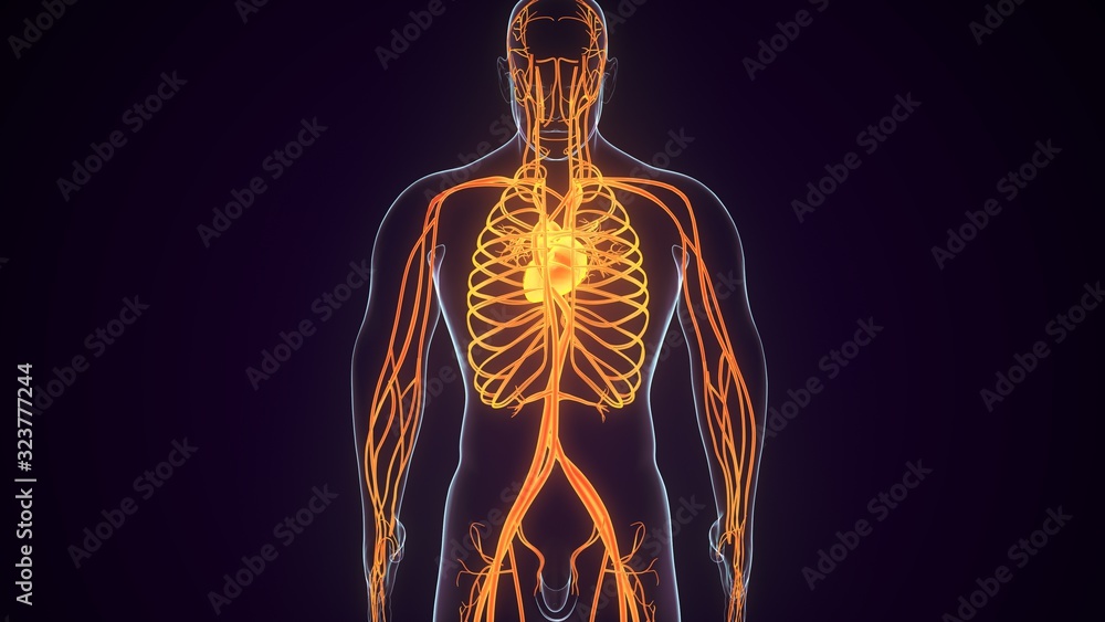 3d rendered anatomy illustration of the human vascular system Stock ...