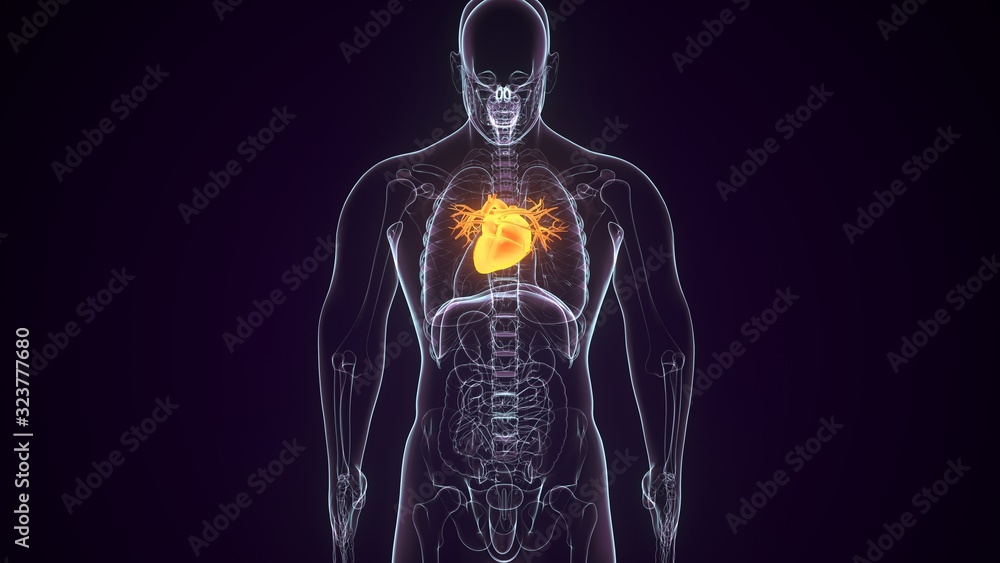 3D Illustration of Human Body Organs Heart Anatomy Stock Illustration ...