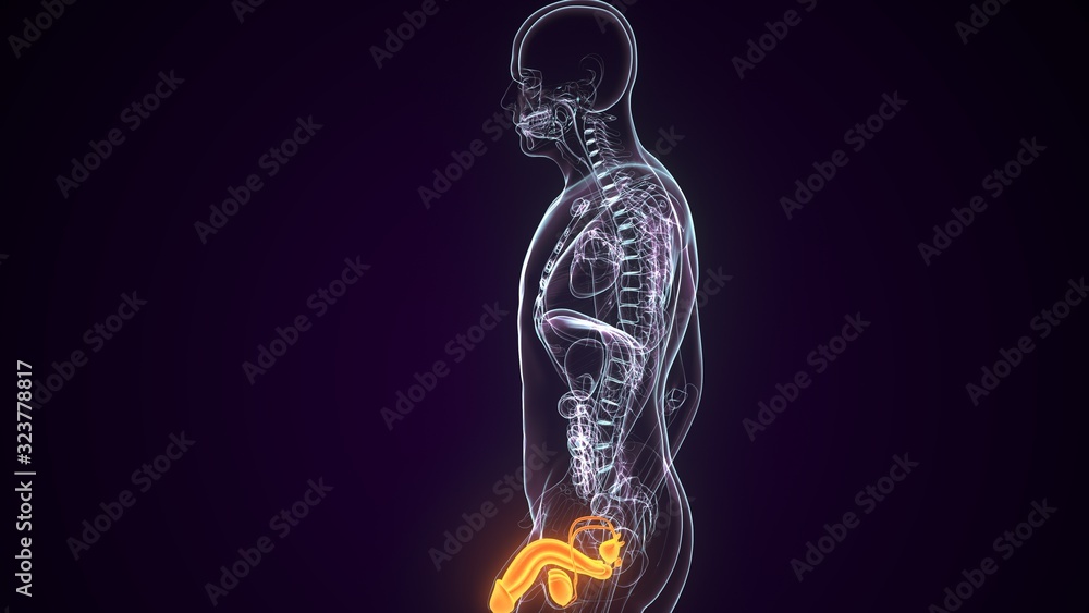 3D Illustration of Male Reproductive System Anatomy Stock Illustration ...
