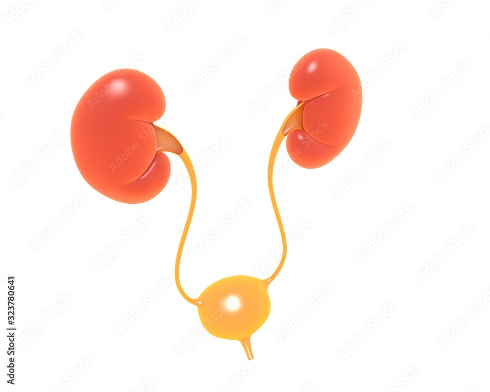 3D illustration of the human urinary system. Graphic representation ...