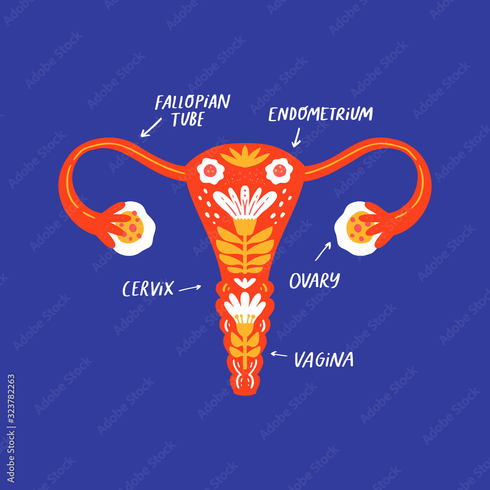 Female reproductive system stylized vector banner template Stock Vector ...
